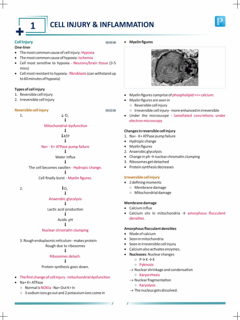 Pathology RR | PDF