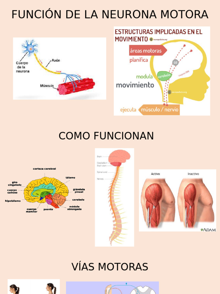 Función de La Neurona Motora Cpmpuesta-1 | PDF