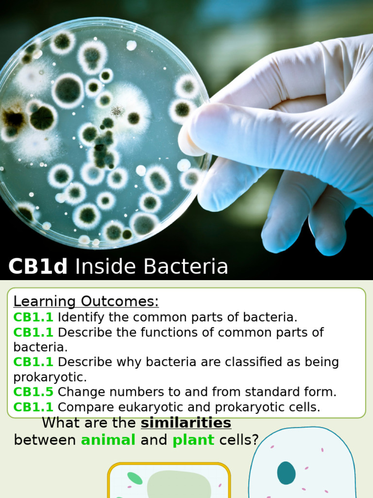 CB1d Inside Bacteria | PDF