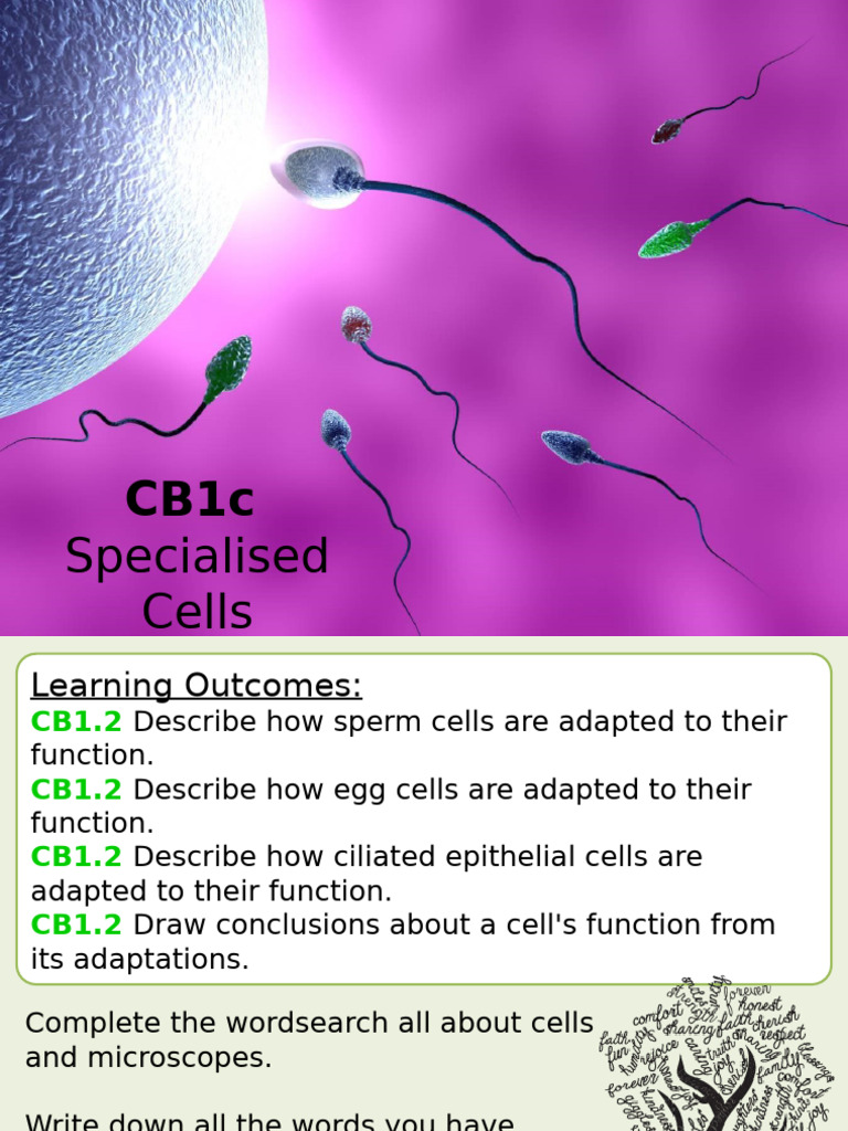 CB1c Speicalised Cells | PDF