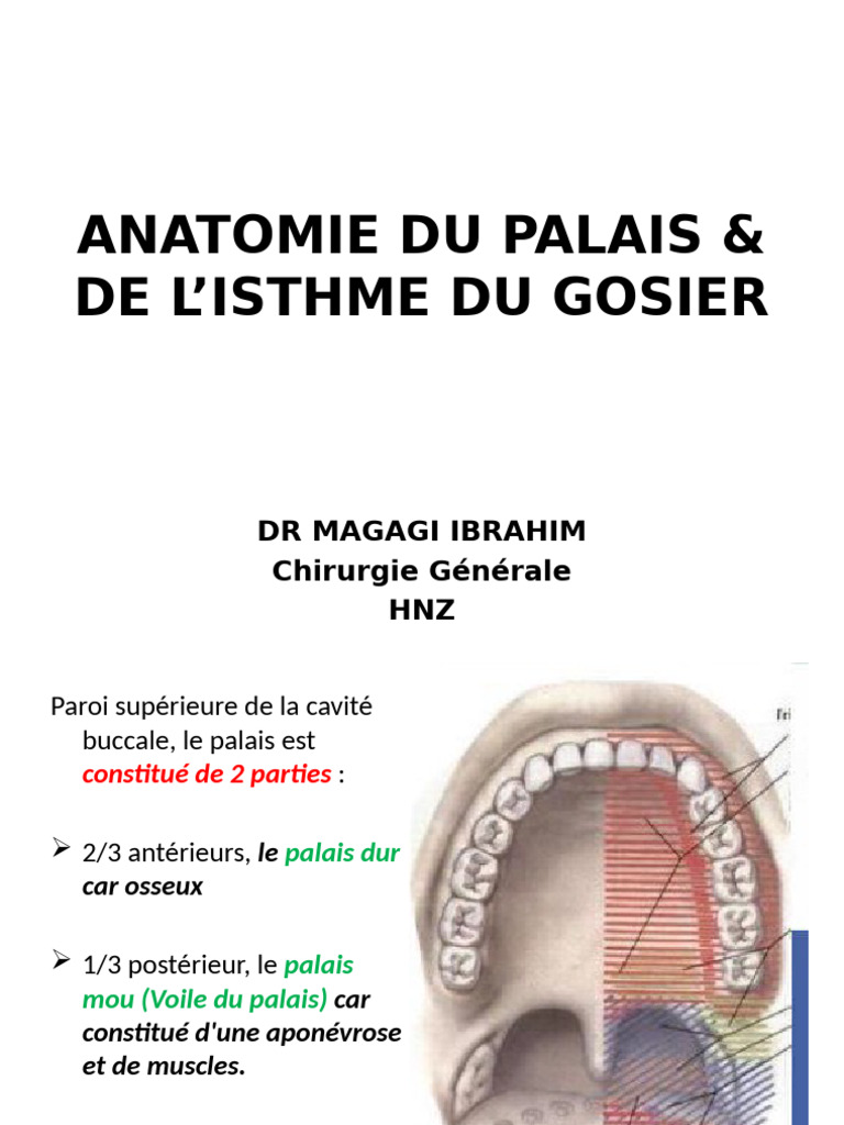 ANATOMIE DU PALAIS & DE L'ISTHME DU GOSIER - Copie | PDF