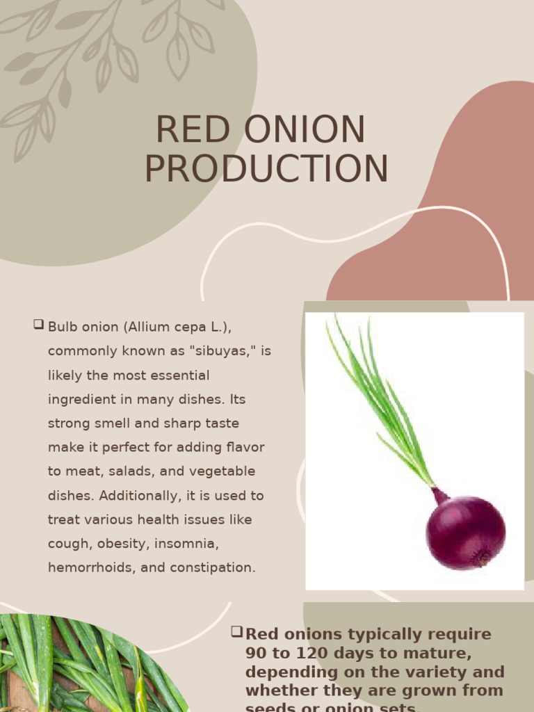 Red Onion | PDF