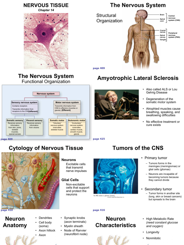 Nervous Tissue | PDF