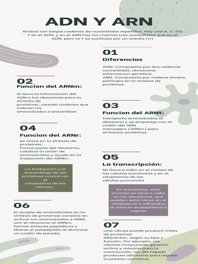 ADN y ARN | PDF | Ribosoma | Rna