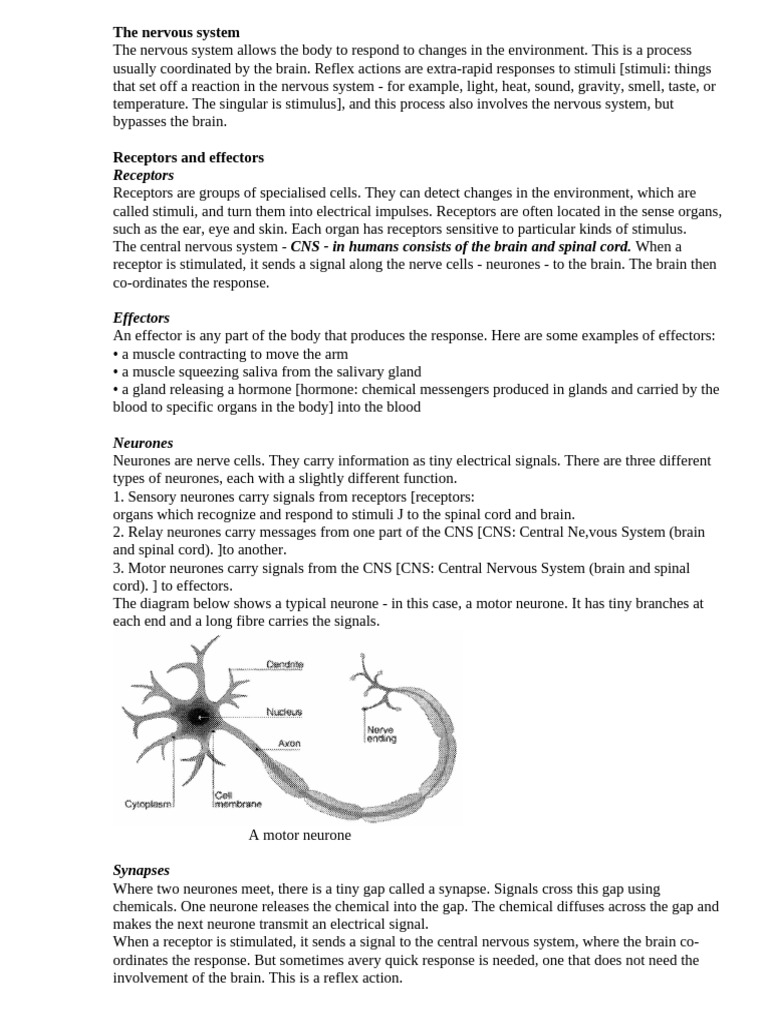 The Nervous System | PDF