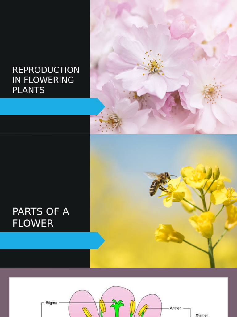 Grade 11 REPRODUCTION IN FLOWERING PLANTS Freckleton | PDF