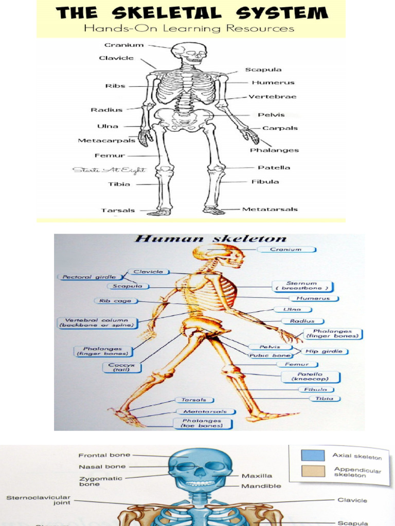 Skeletal | PDF
