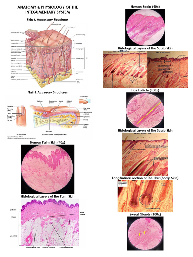 Anaphy Lab Integ | PDF