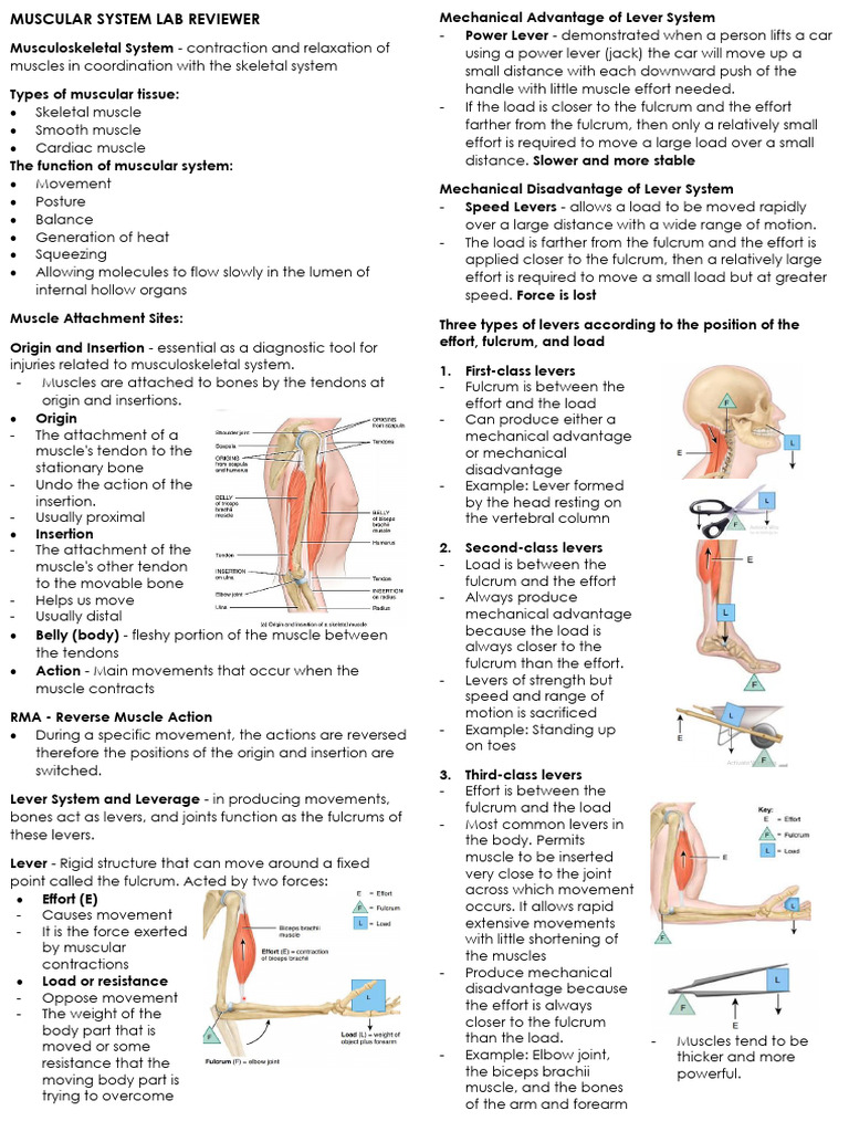 Muscular System Lab Reviewer3 | PDF