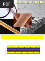 Hair Scale Patterns Lab Guide | PDF | Home & Garden