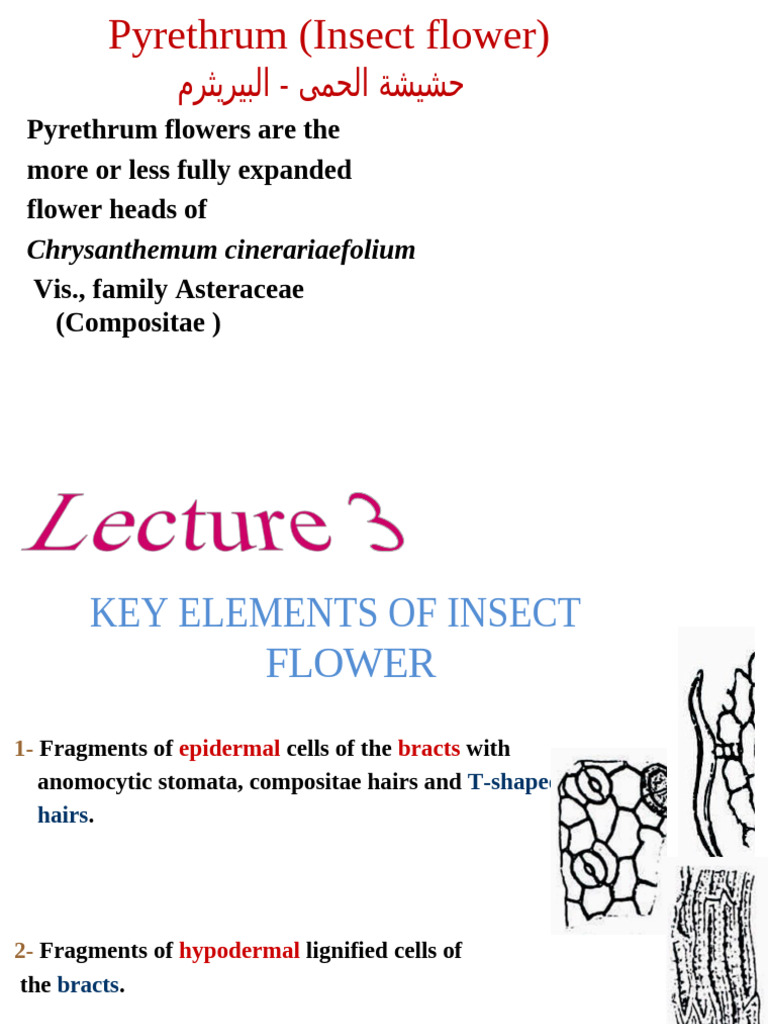 Flower Lecture 3 | PDF