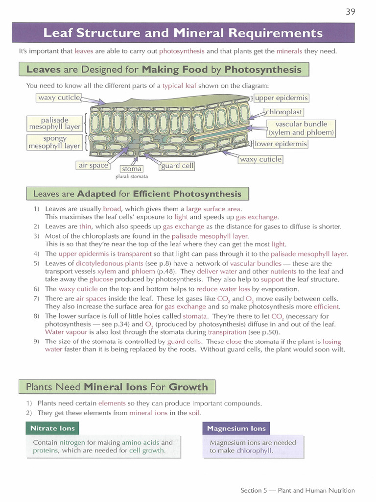 Plant Transport Notes | PDF