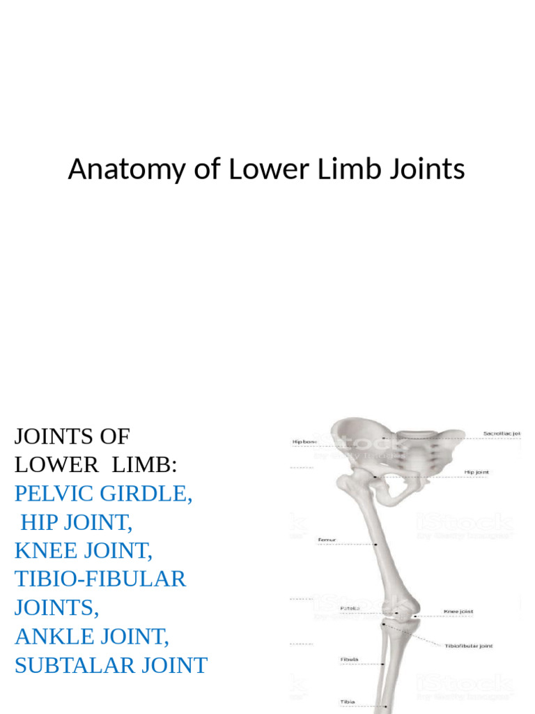 Lower Limb Joints | PDF