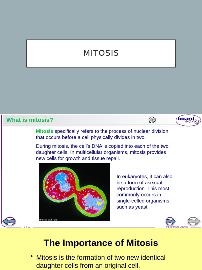 3B1 B2 Mitosis and Cell Cycle | PDF