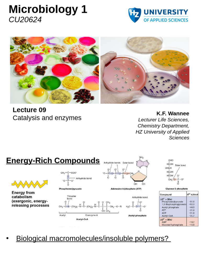 Lecture 09, Catalysis and Enzymes | PDF