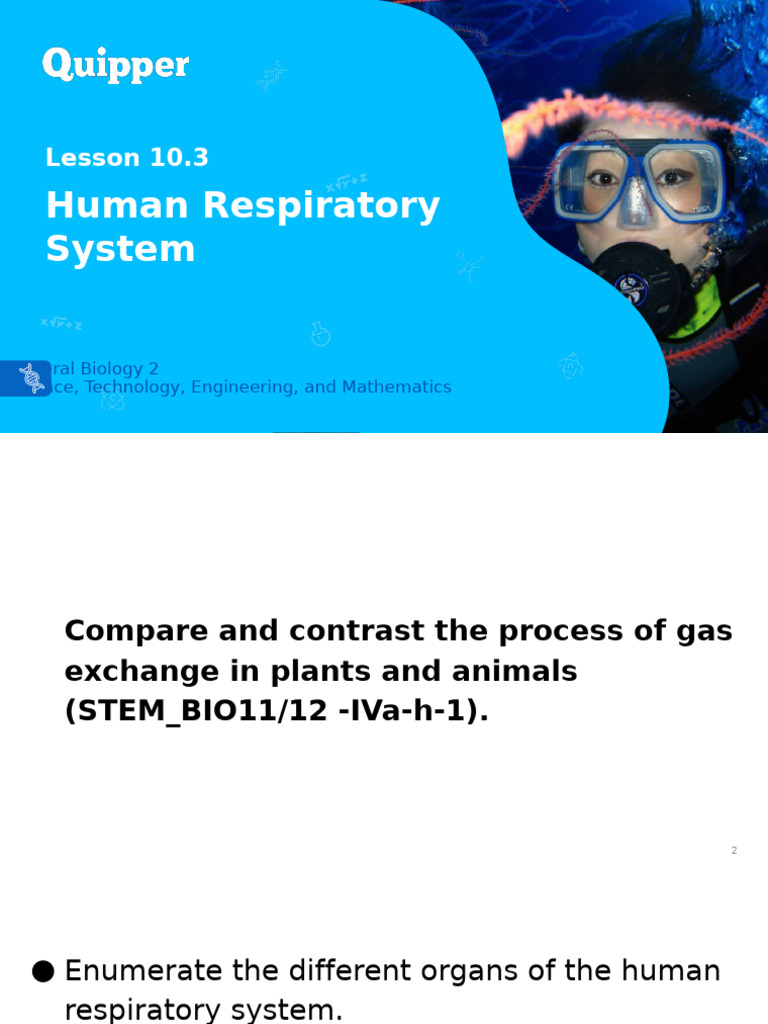 Human Respiratory System Overview Pdf Respiratory Tract