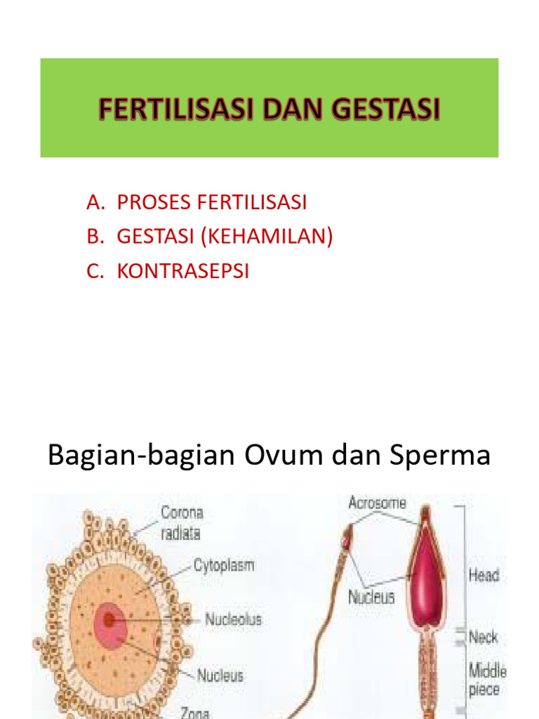 10.3 Fertilisasi&Gestasi | PDF