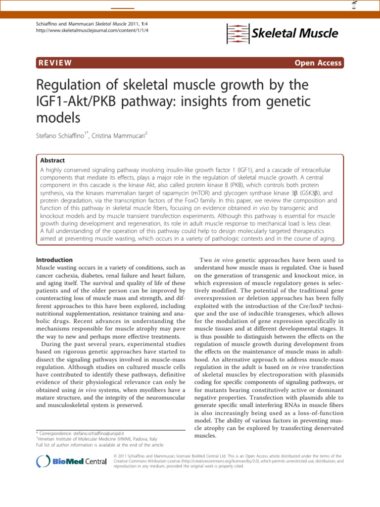 Regulation of Skeletal Muscle Growth by The IGF1-Akt/PKB Pathway ...