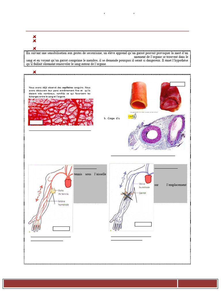 Circulation Du Sang Pdf