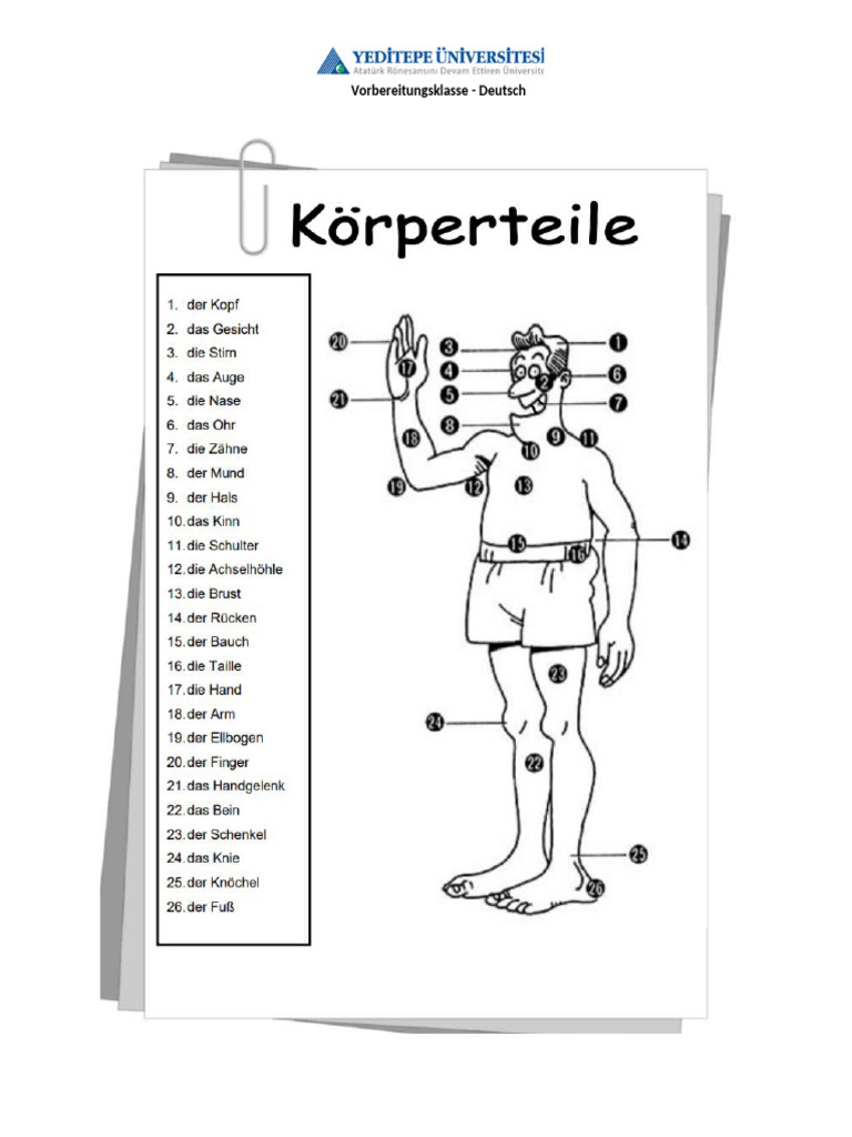 Die Körperteile | PDF