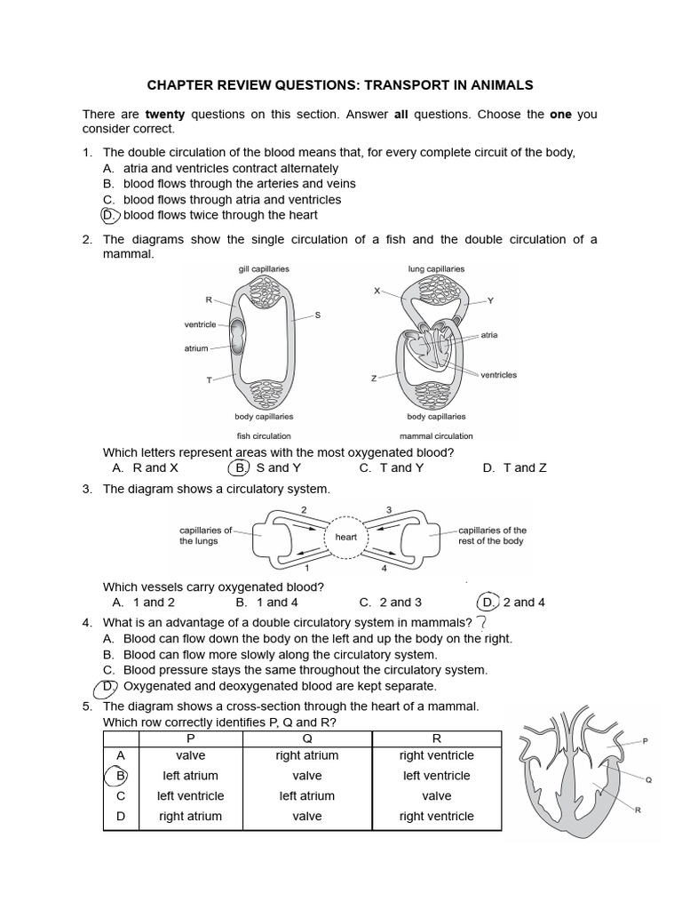 IGCSE-ExerciseMC - Transport in Animals | PDF