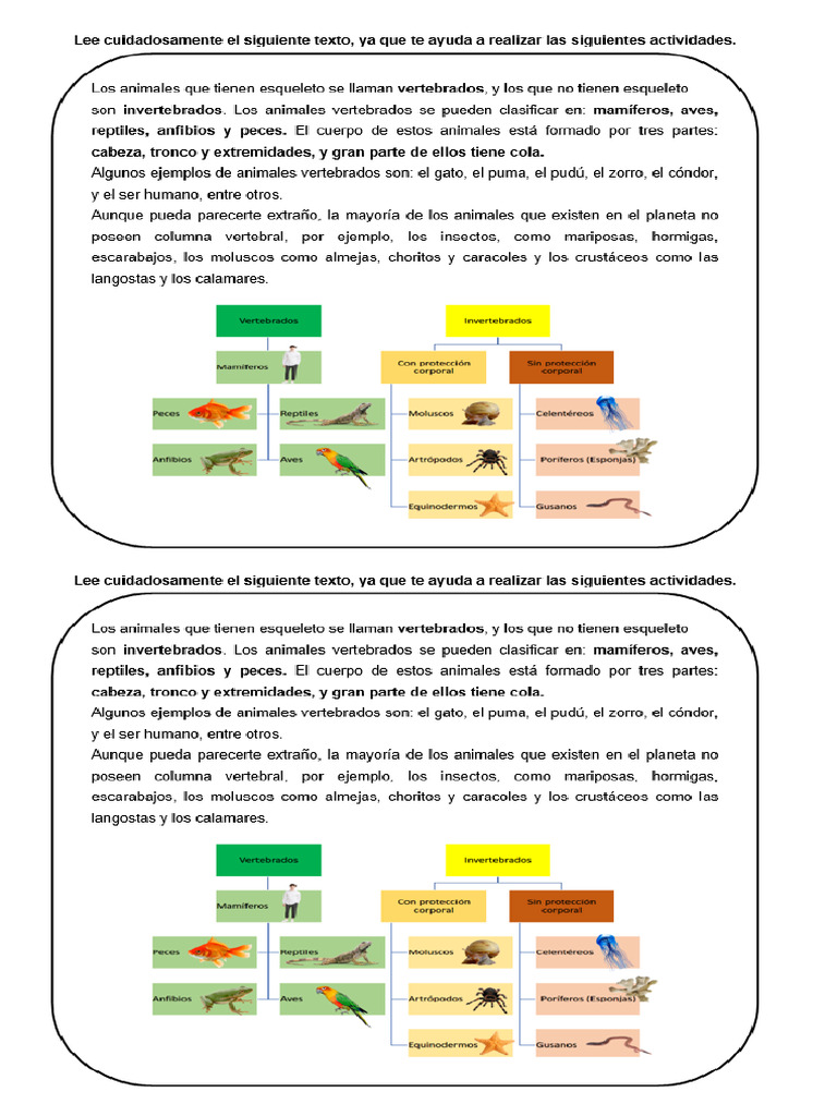Los Animales Vertebrados Definicion | PDF