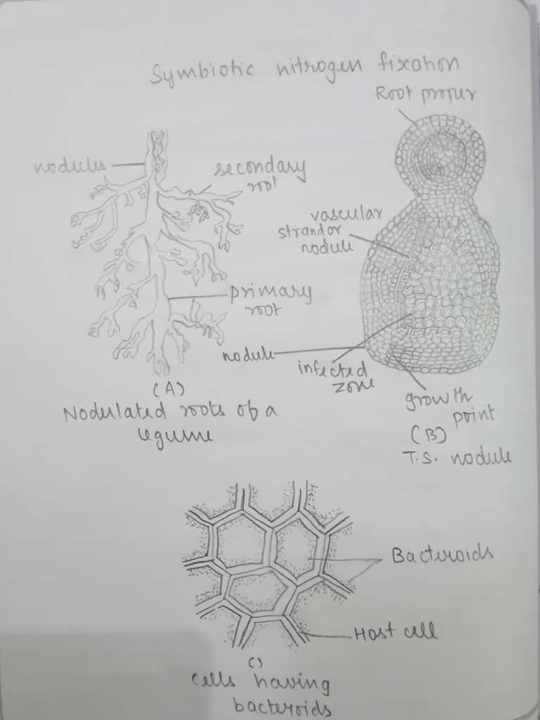 Biology Experiment 20 | PDF