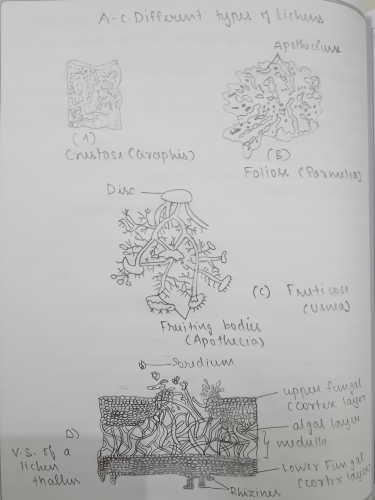 Biology Experiment 21 | PDF