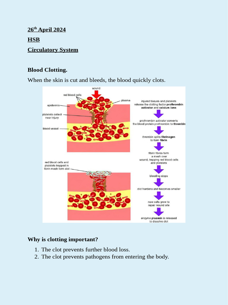 26th April 2024 HSB Circulatory System Ally | PDF