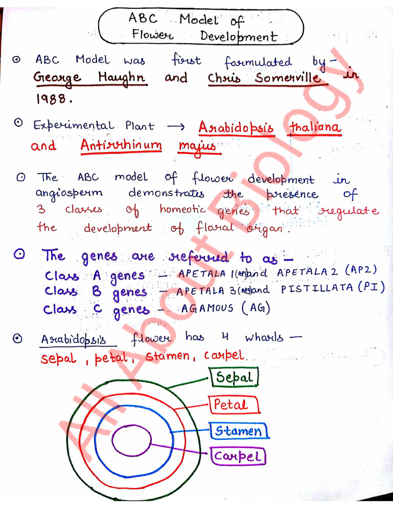 ABC Model of Flower Development | PDF