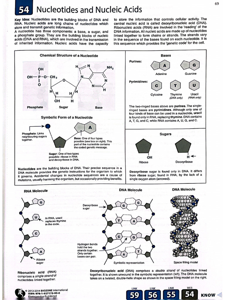 Nucleotides | PDF