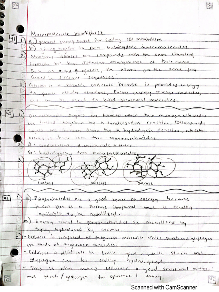 Macromolecule Worksheet | PDF