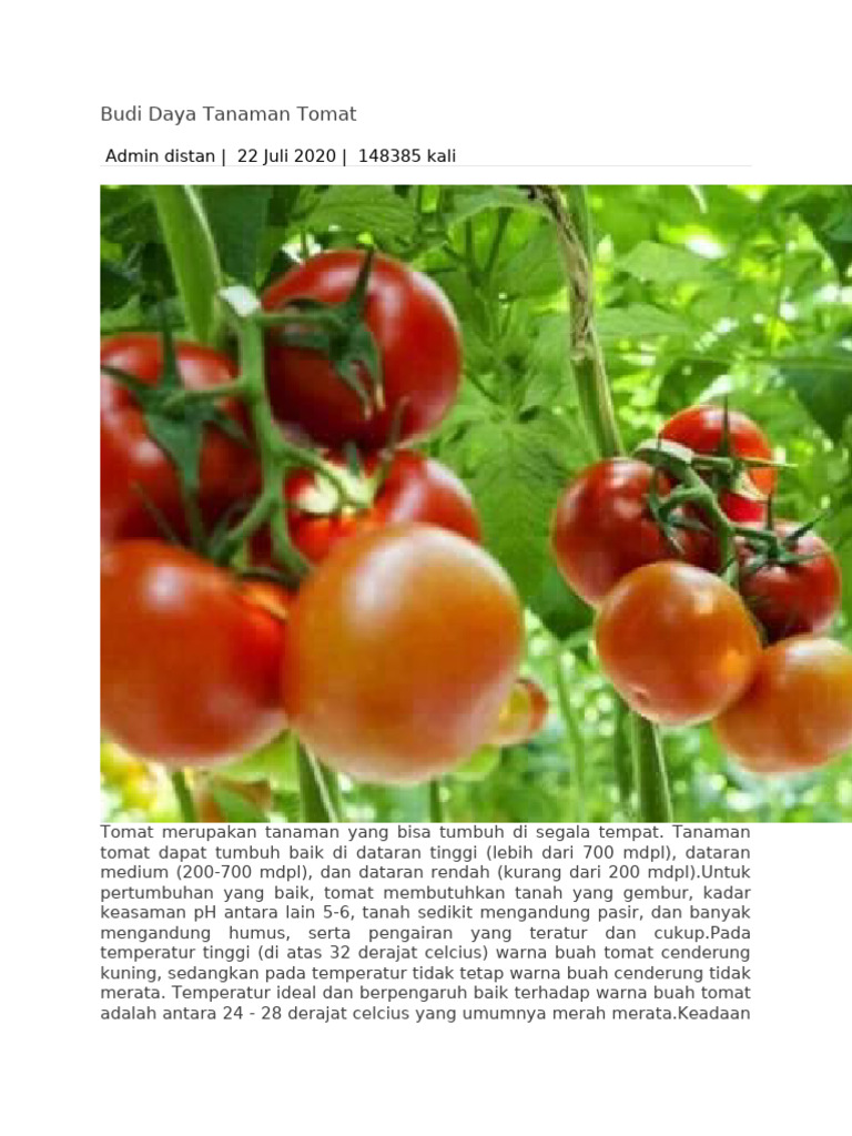 Budi Daya Tanaman Tomat 2 | PDF