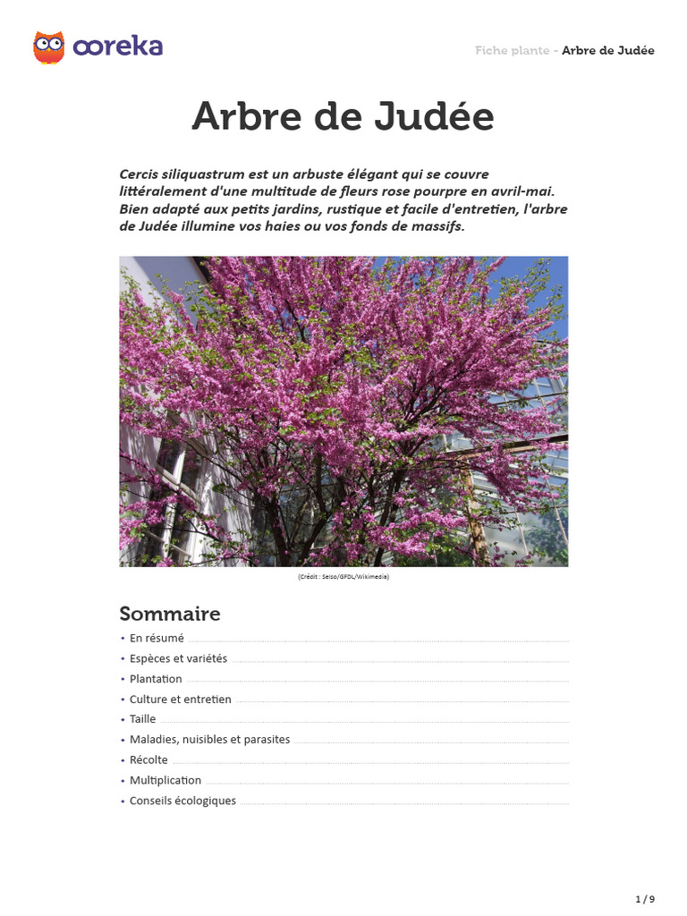Arbre de Judee | PDF