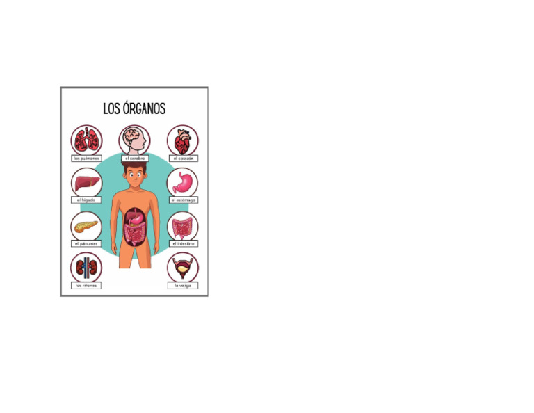 Los Órganos | PDF