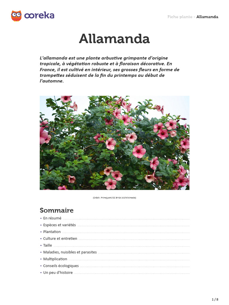Allamanda | PDF