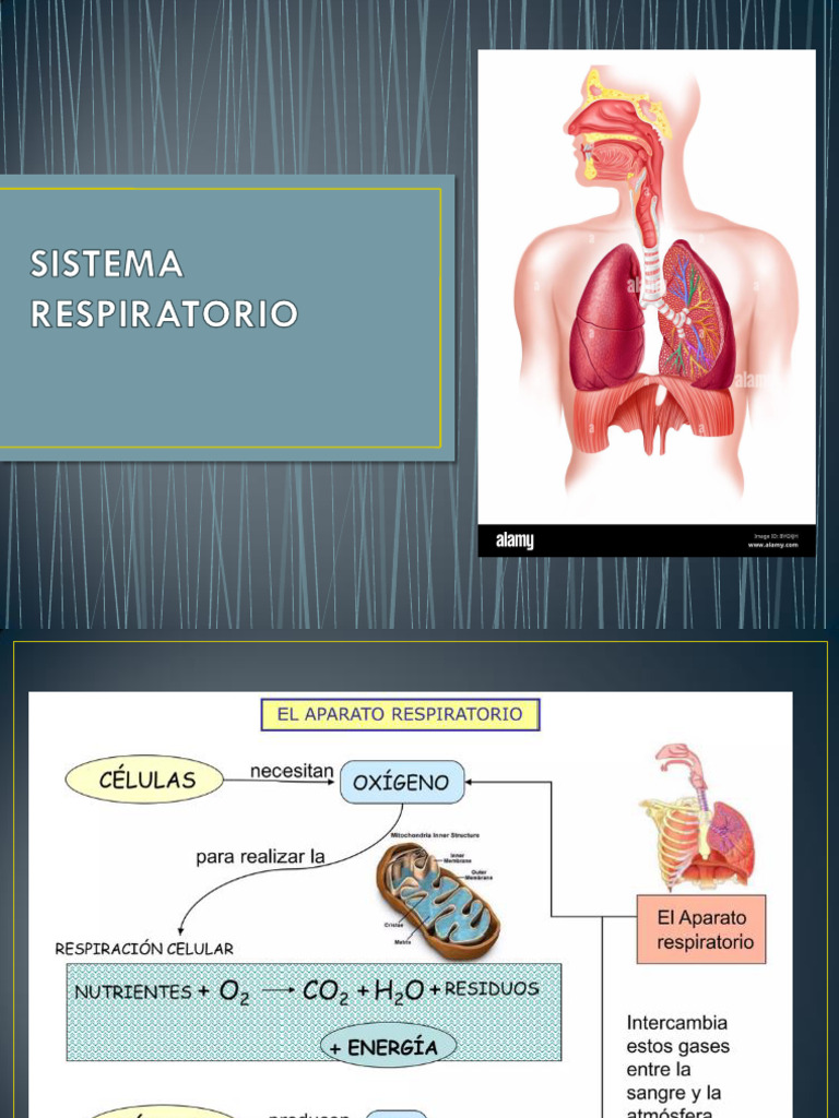 Tema 5. Sistema Respiratorio | PDF