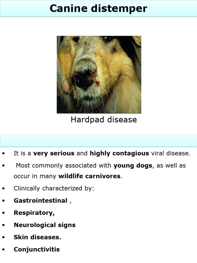Canine Distemper | PDF