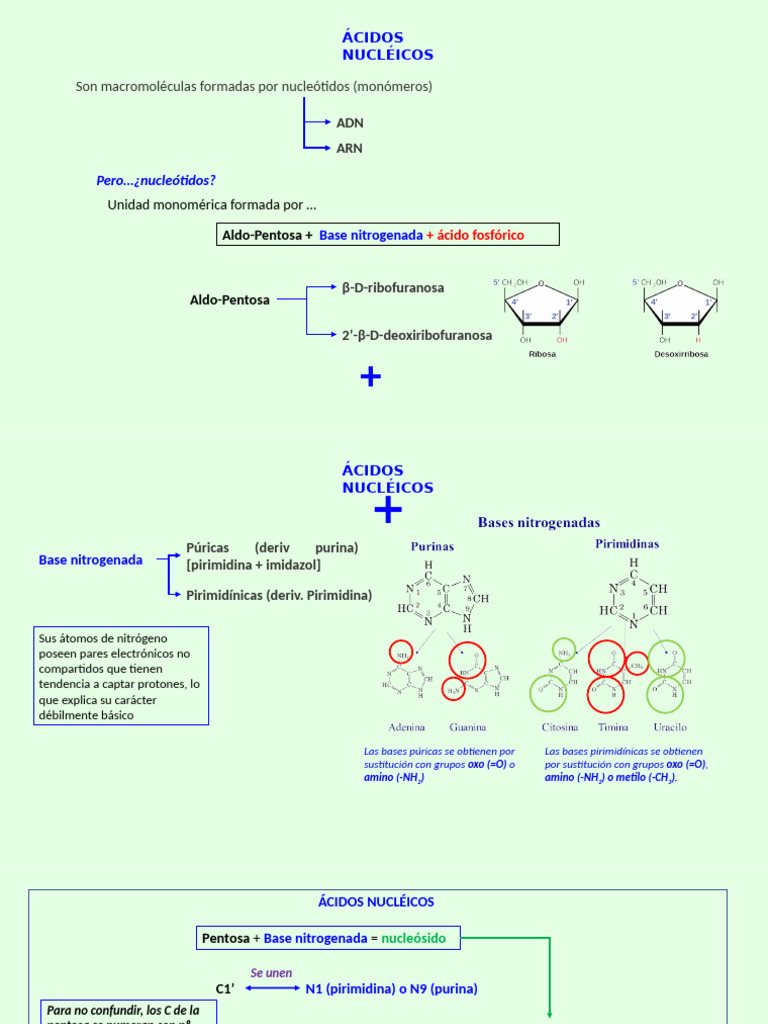 Ã Cidos Nucleicos 1 Bach | PDF