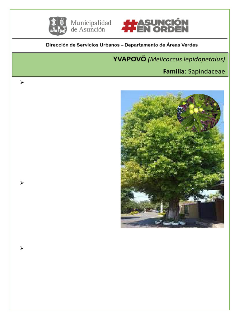 Yvapovõ: Árbol Tropical Emblemático | PDF