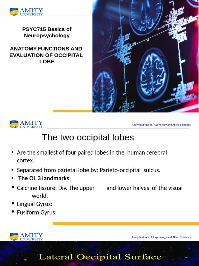 Module 4 Anatomy, Functions and Evaluation of Occipital Lobe | PDF