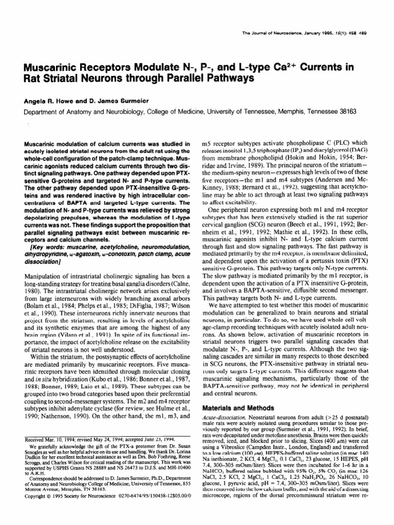 Muscarinic Receptors Modulate N-, P-, and L-Type Ca2+ Currents in Rat ...