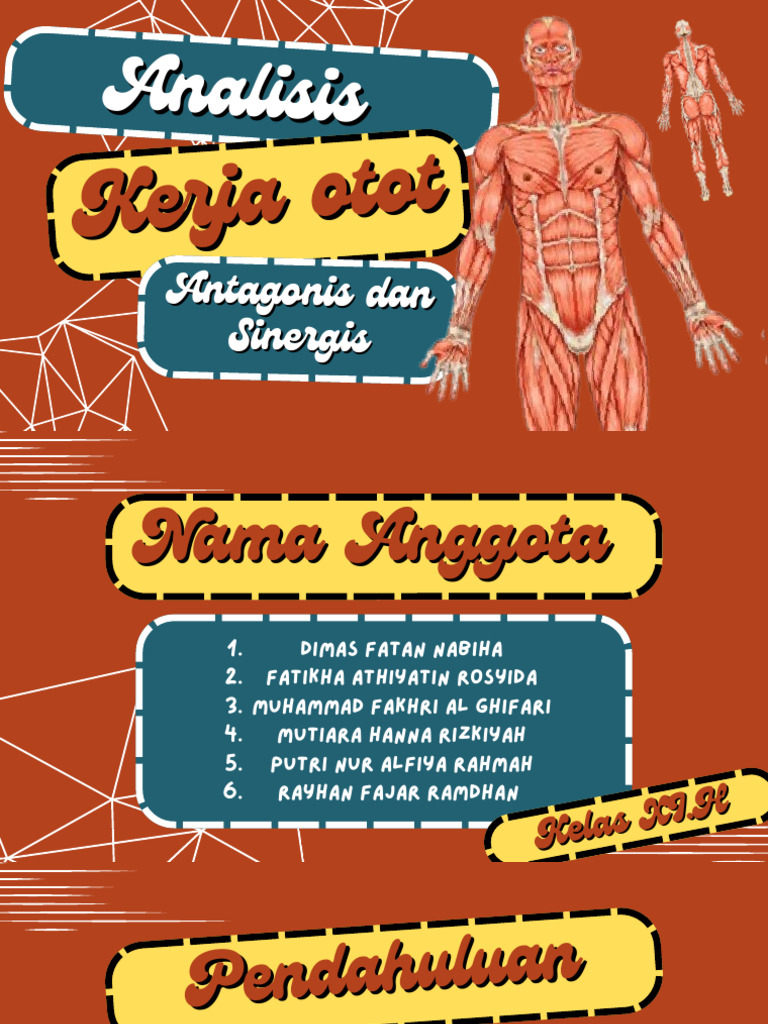 Muscular System Anatomy Presentation | PDF