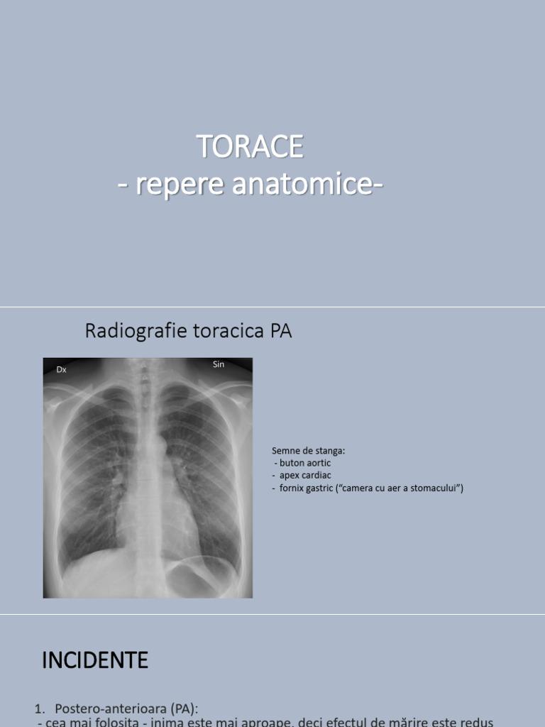 LP 1.1 Anatomie Normala Torace | PDF
