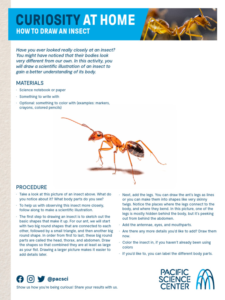 Cah Draw Insect K 2 | PDF
