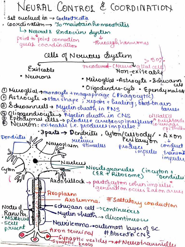 Neural Control and Coordination | PDF