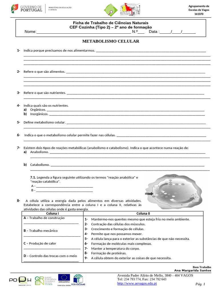 3cef Metabolismo | PDF