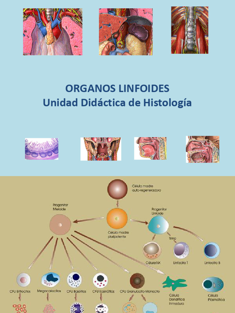 Órganos Linfoides | PDF