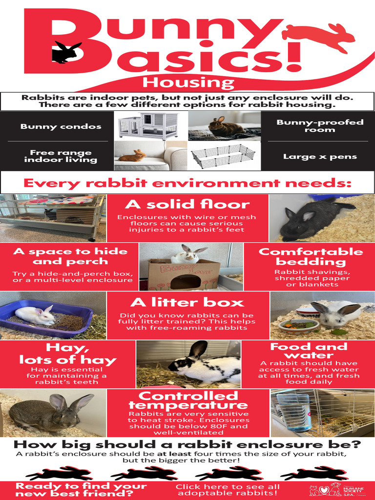 Bunny Basics Infographic EditSS Housing | PDF