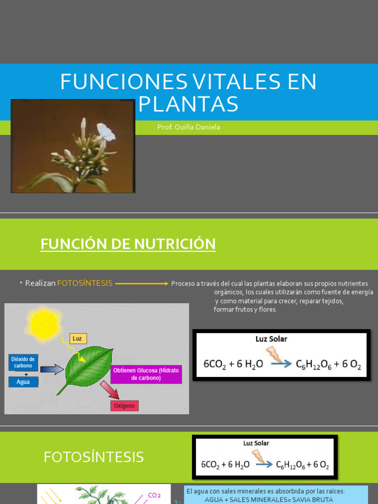 Funciones Vitales en Plantas | PDF